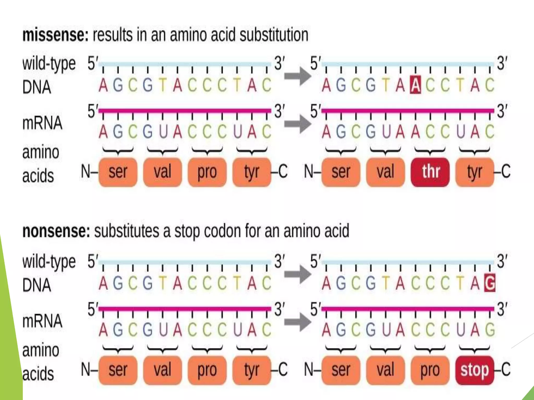 Missense mutation and non-sense mutation (molecular biology) | PPTX