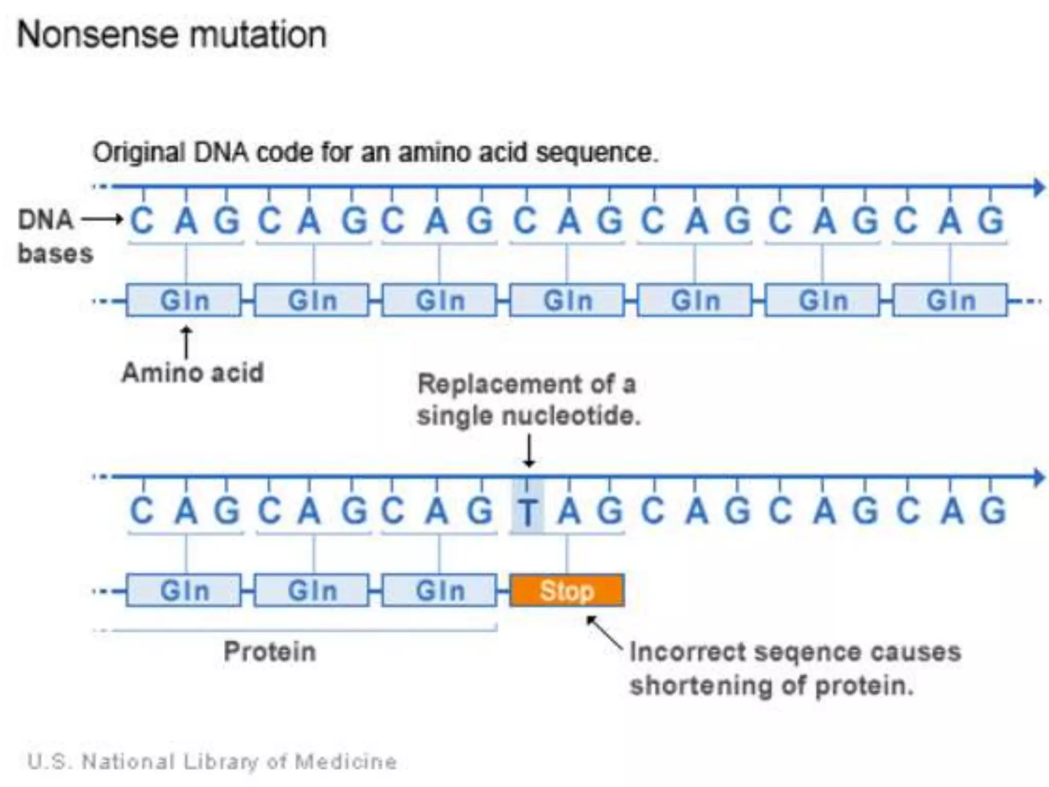 Missense mutation and non-sense mutation (molecular biology) | PPTX