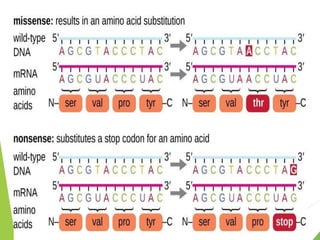 Missense mutation and non-sense mutation (molecular biology) | PPTX
