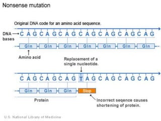 Missense mutation and non-sense mutation (molecular biology) | PPTX