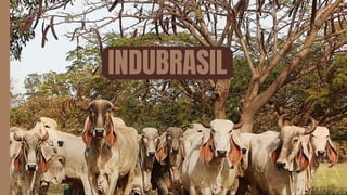 RAÇAS ZEBU. INDUBRASIL E BRAHMAN. Pdf🐄🐂 | PDF