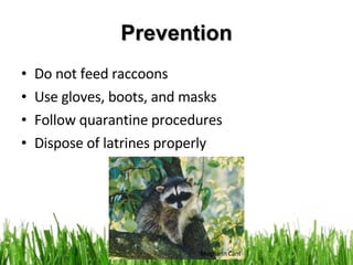 Raccoon Roundworm | PPT