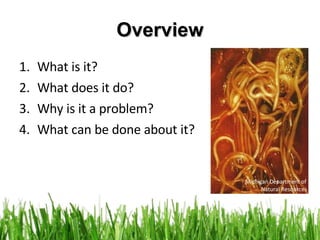 Raccoon Roundworm | PPT