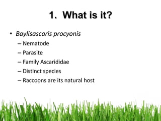 Raccoon Roundworm | PPT