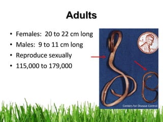 Raccoon Roundworm | PPT