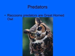 Raccoons by Myles | PPT | Reptiles | Pets