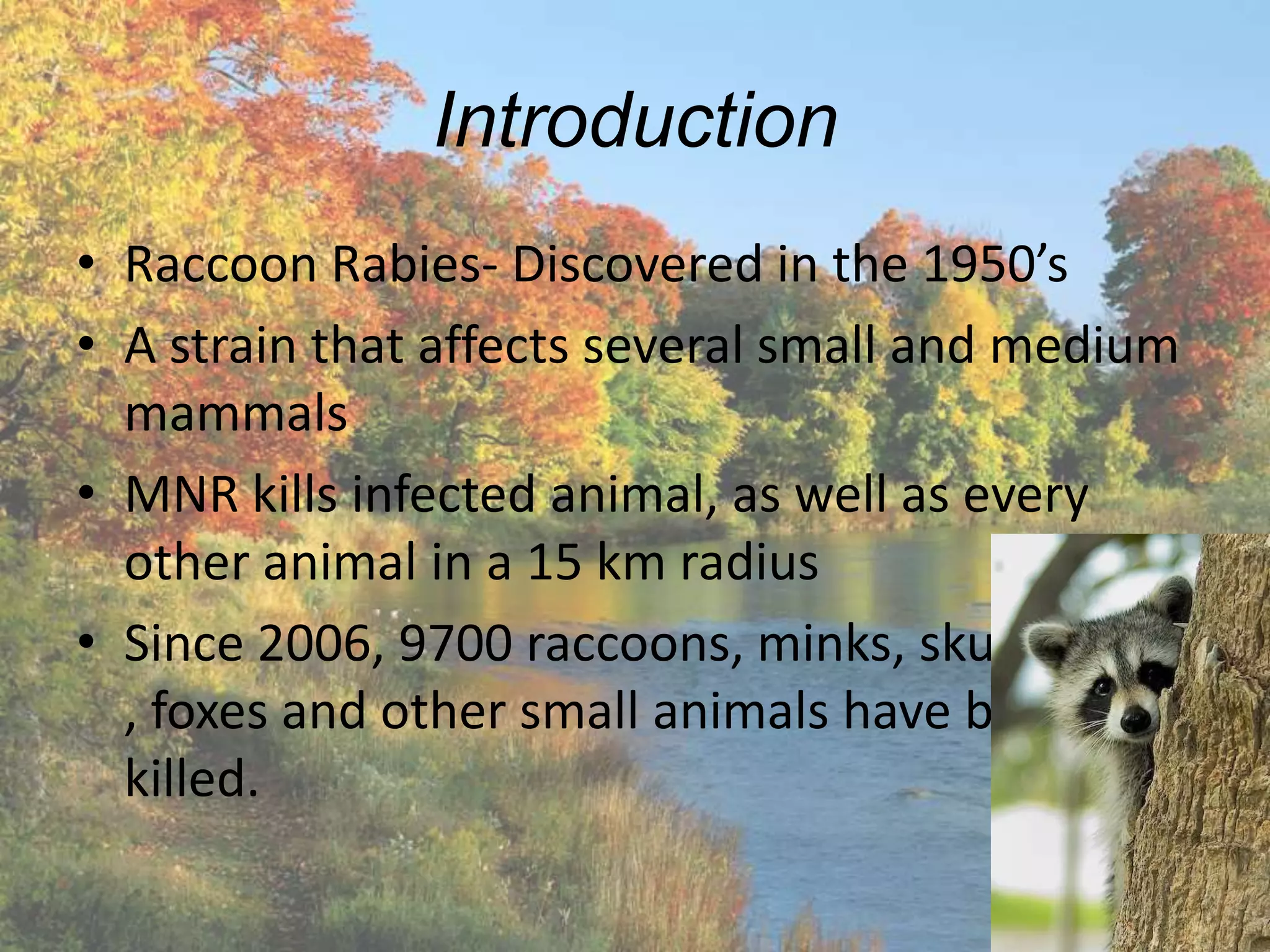 Raccoon rabies | PPTX