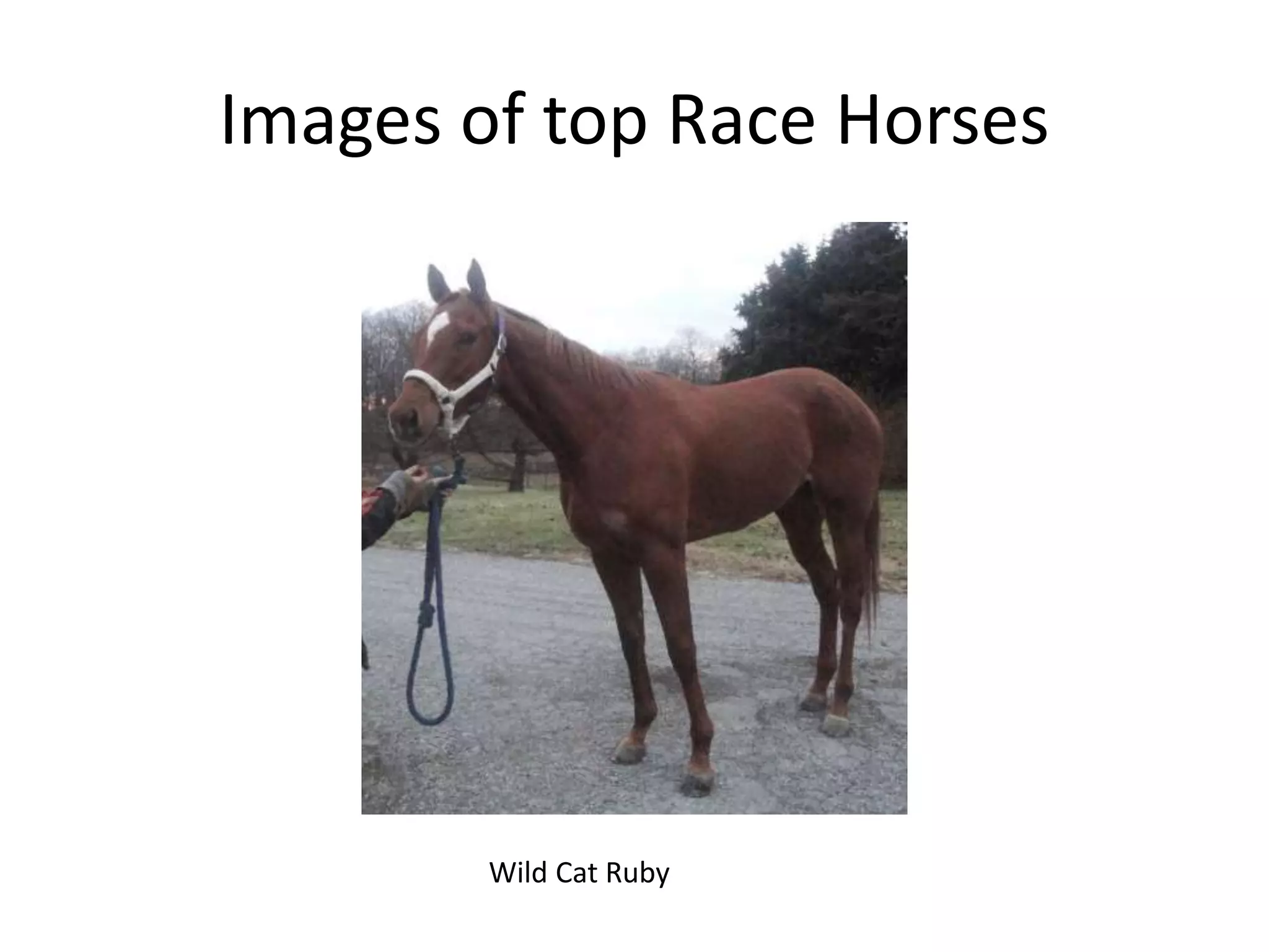 Top Race horses | PPTX