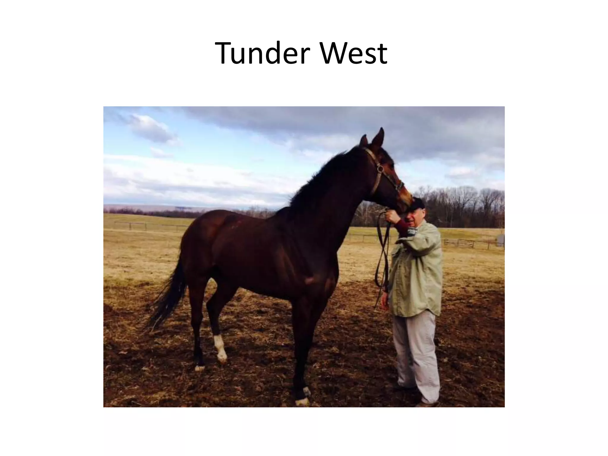 Top Race horses | PPTX