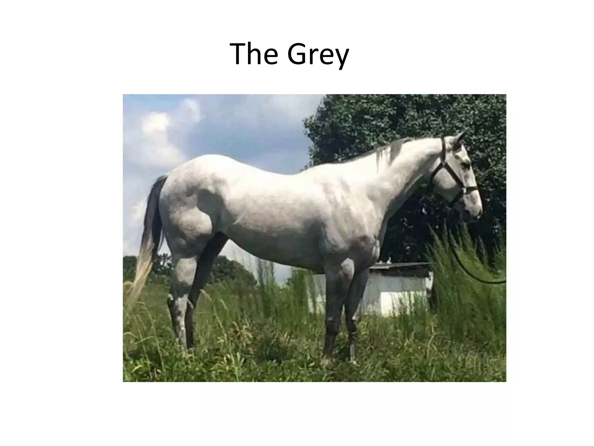 Top Race horses | PPTX