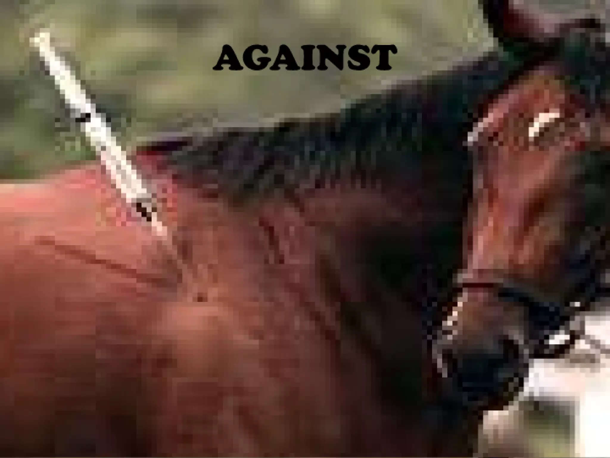 Race horse steroid | PDF