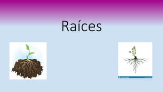 Raíces.pptx