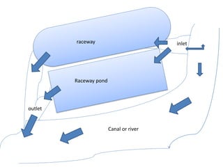 Raceway aquaculture | PPT