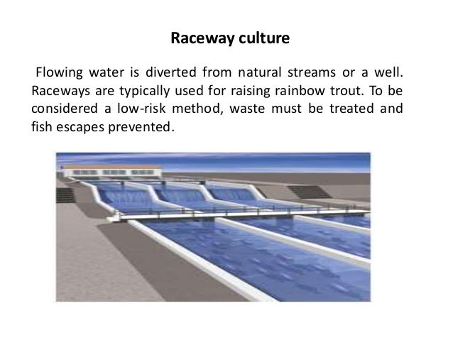 Raceway aquaculture