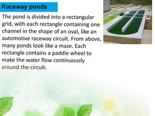 Raceway ponds.pptx