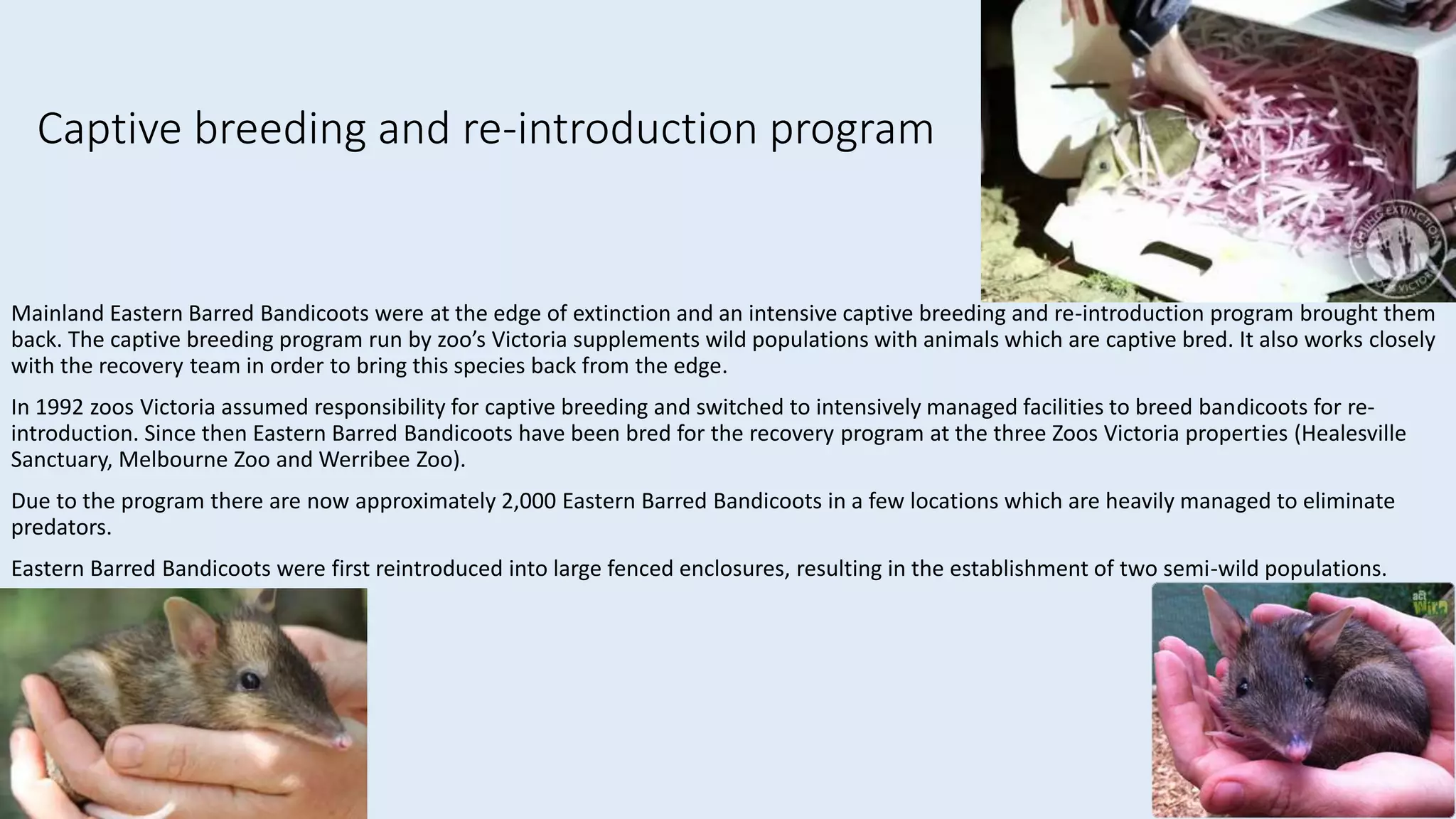 Eastern Barred Bandicoot - student presentation | PPTX