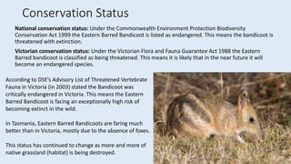Eastern Barred Bandicoot - student presentation | PPTX