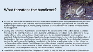 Eastern Barred Bandicoot - student presentation | PPTX