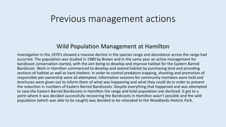 Eastern Barred Bandicoot - student presentation | PPTX