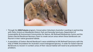 Eastern Barred Bandicoot - student presentation | PPTX