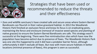Eastern Barred Bandicoot - student presentation | PPTX