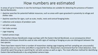 Eastern Barred Bandicoot - student presentation | PPTX