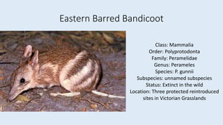 Eastern Barred Bandicoot - student presentation | PPTX | Zoos ...