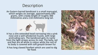 Eastern Barred Bandicoot - student presentation | PPTX