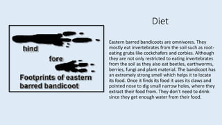 Eastern Barred Bandicoot - student presentation | PPTX | Zoos ...