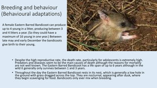 Eastern Barred Bandicoot Student Presentation Pptx