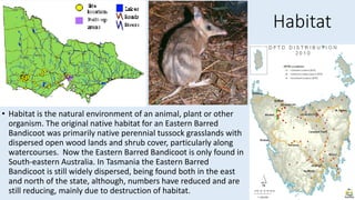 Eastern Barred Bandicoot - student presentation | PPTX