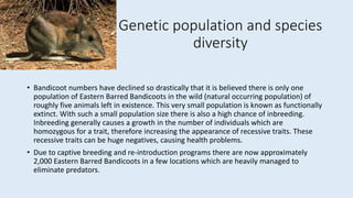 Eastern Barred Bandicoot - student presentation | PPTX