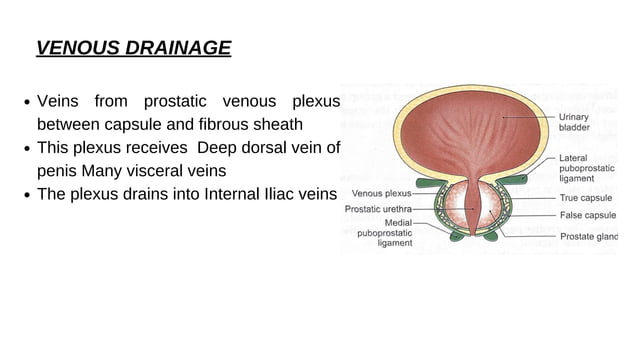 Prostate gland anatomical features and descriptions | PDF