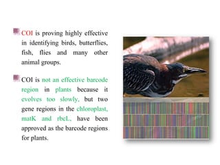 Mitochondrial DNA in Taxonomy and Phylogeny | PDF