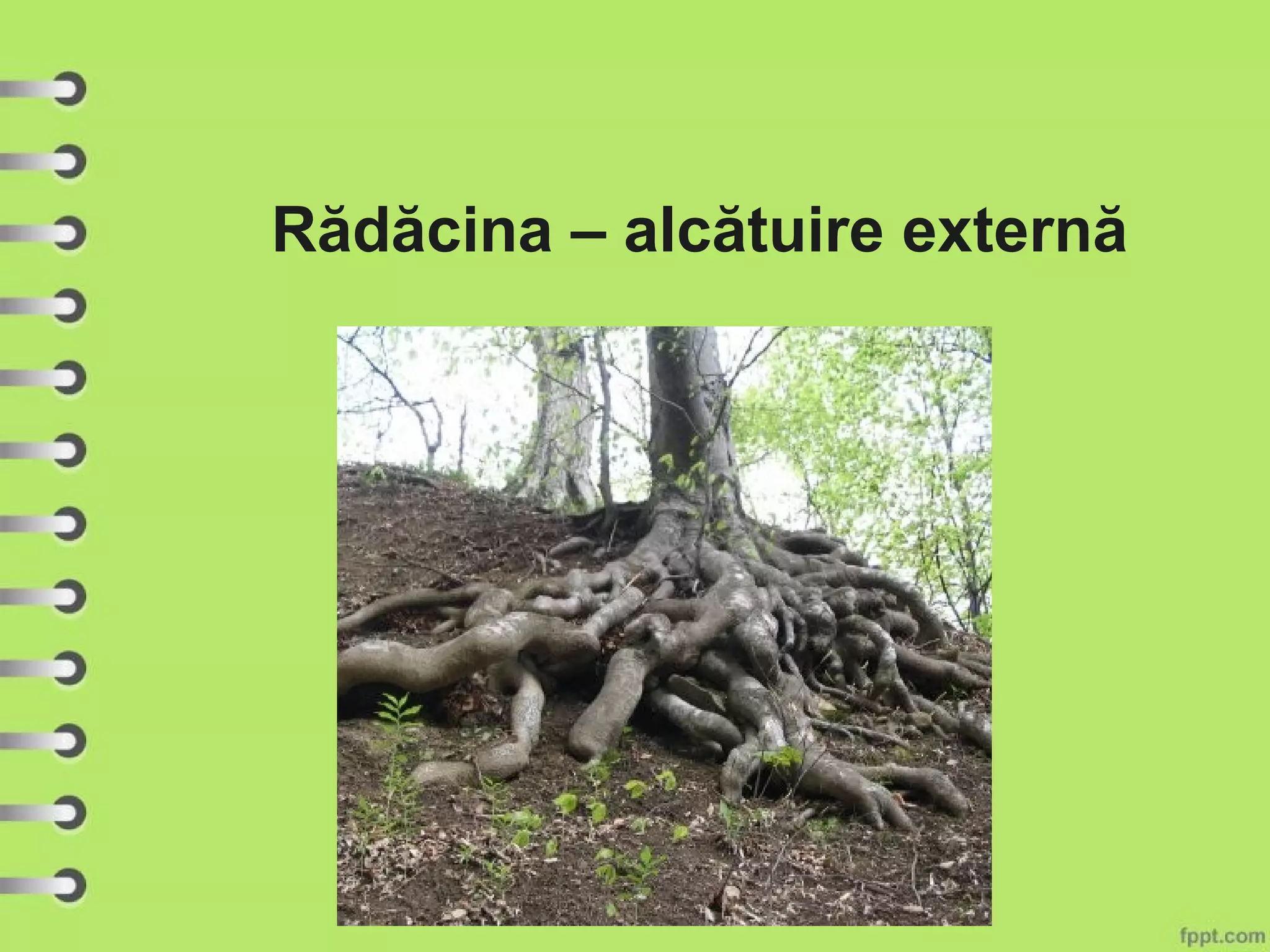 Radacina alcatuire externa final | PPT