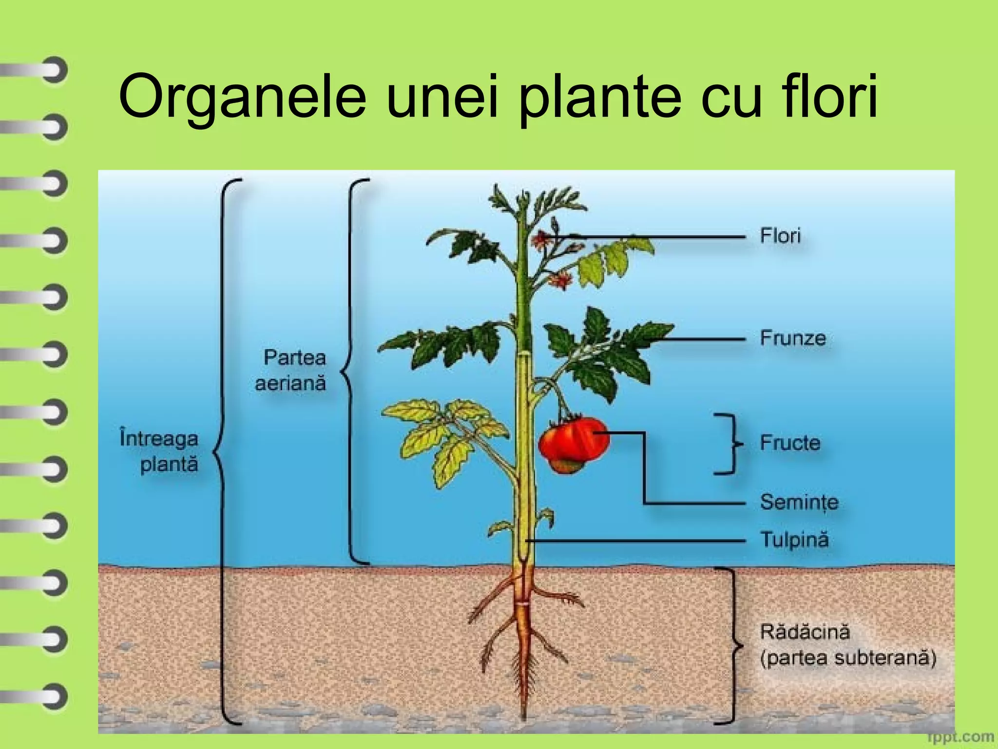 Radacina alcatuire externa final | PPT