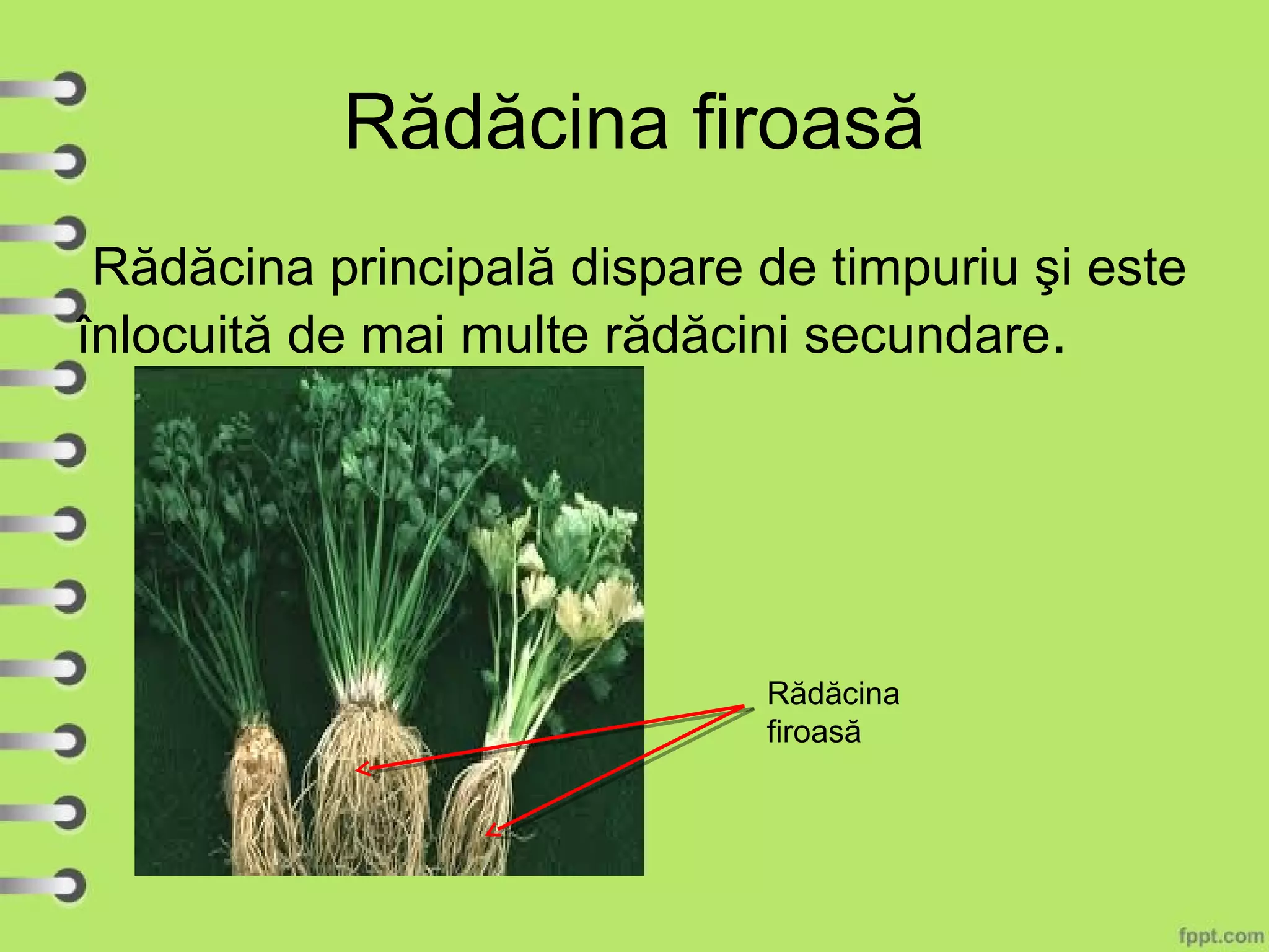 Radacina alcatuire externa final | PPT