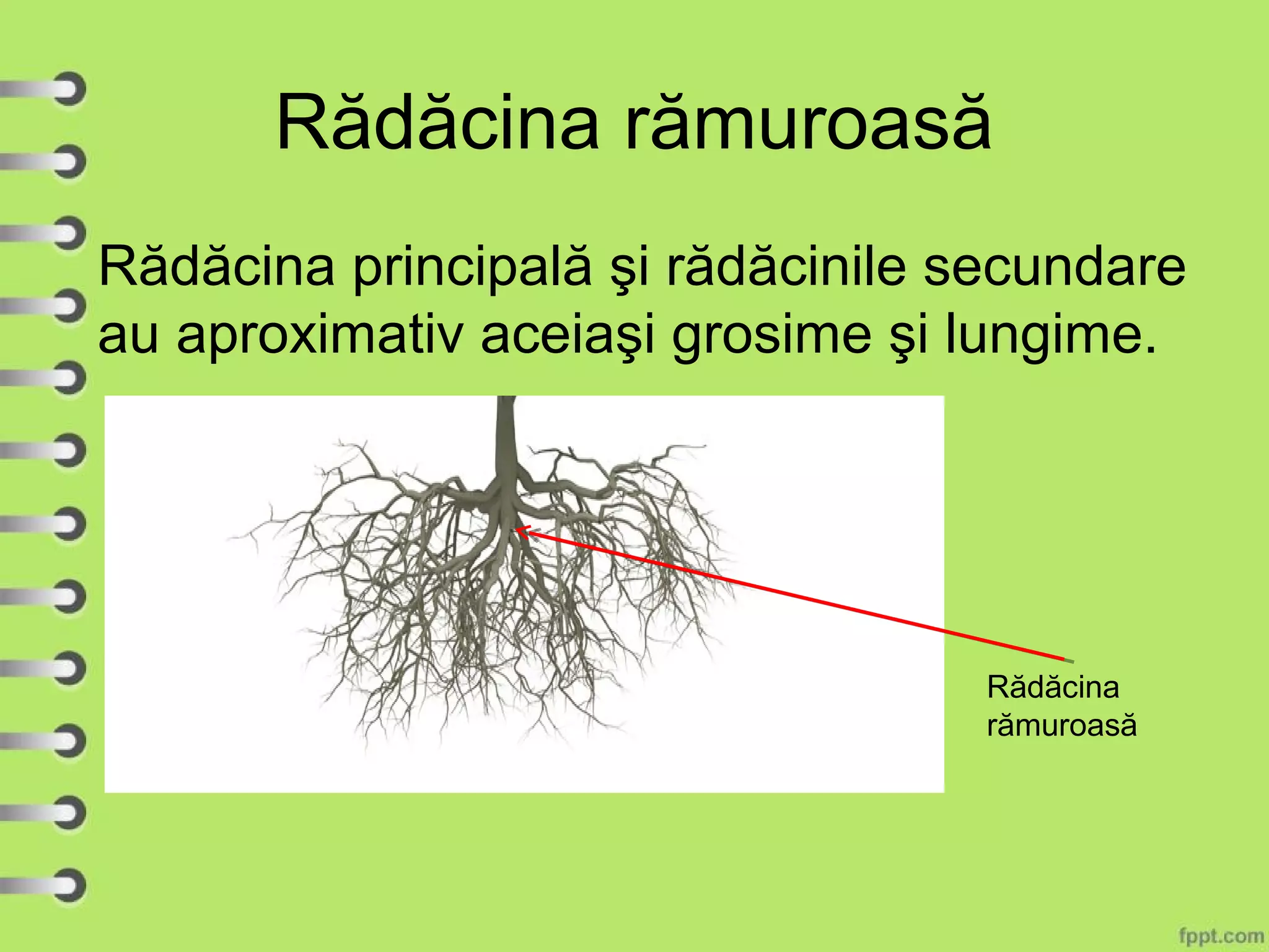 Radacina alcatuire externa final | PPT
