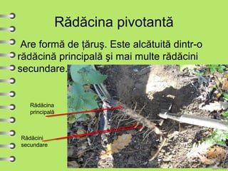 Radacina alcatuire externa final | PPT
