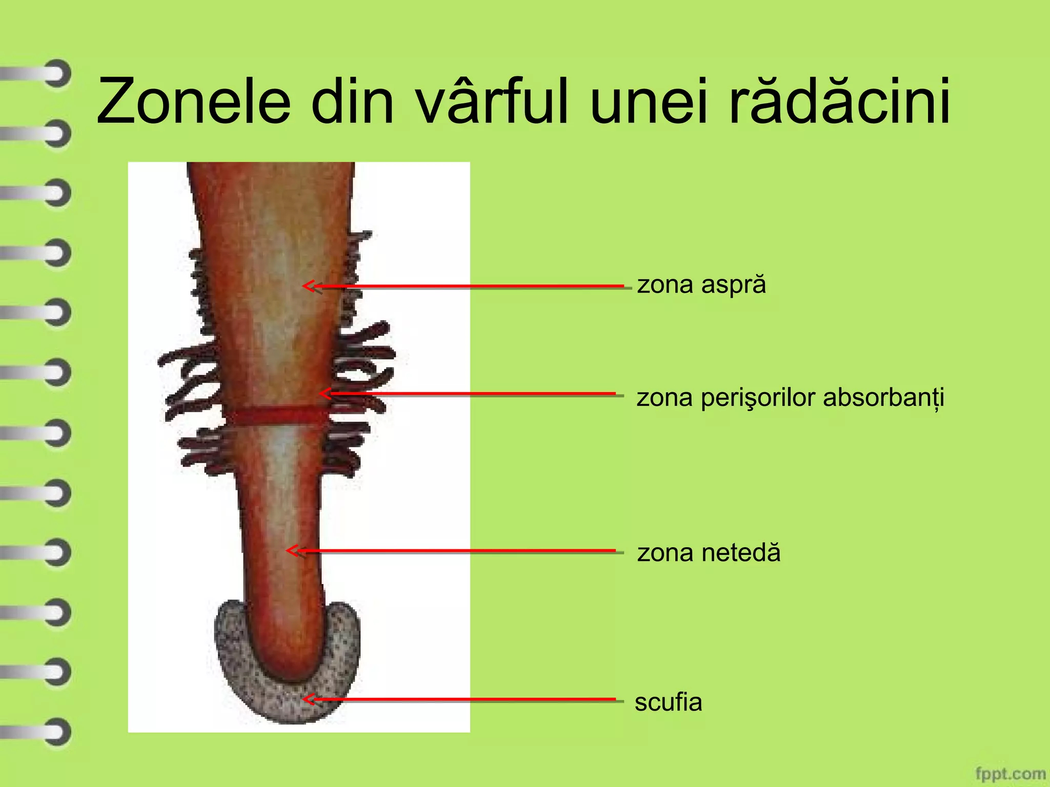 Radacina alcatuire externa final | PPT