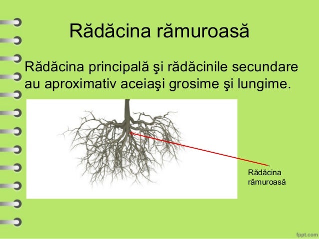 Radacina alcatuire externa final