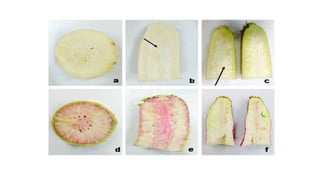 Raddish Presentation 2.pptx