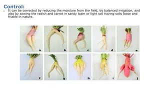 Raddish Presentation 2.pptx