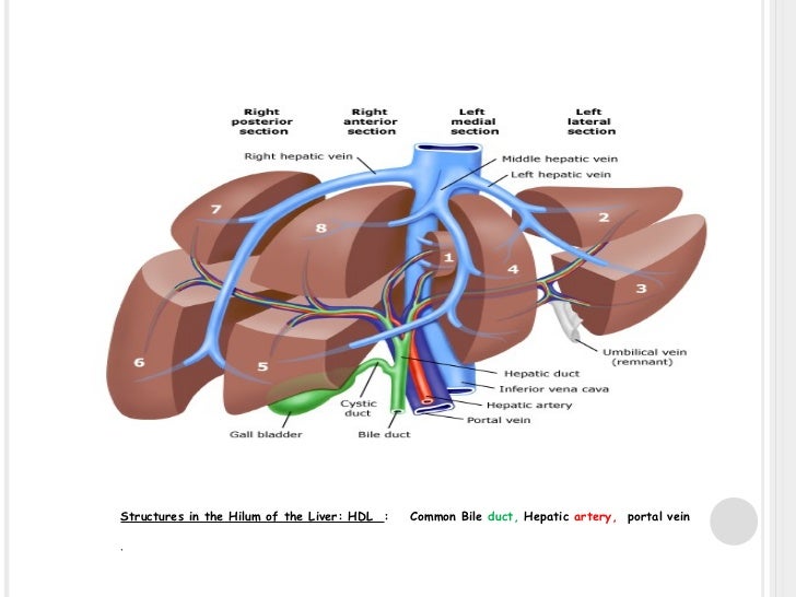 Liver Transplantation present scenario in India