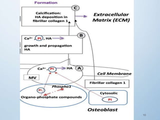 Theories of Mineralisation | PPTX
