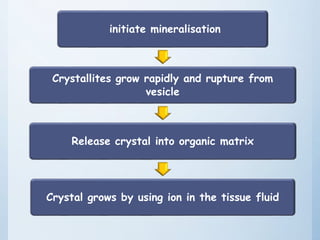 Theories of Mineralisation | PPTX