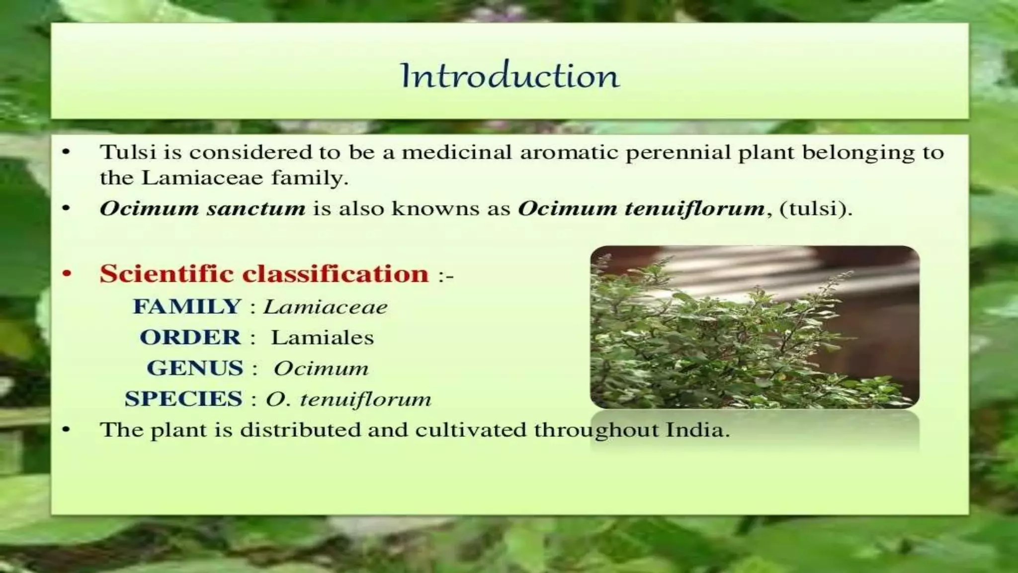 Tulsi Cultivation and processing of medicinal plant | PPTX