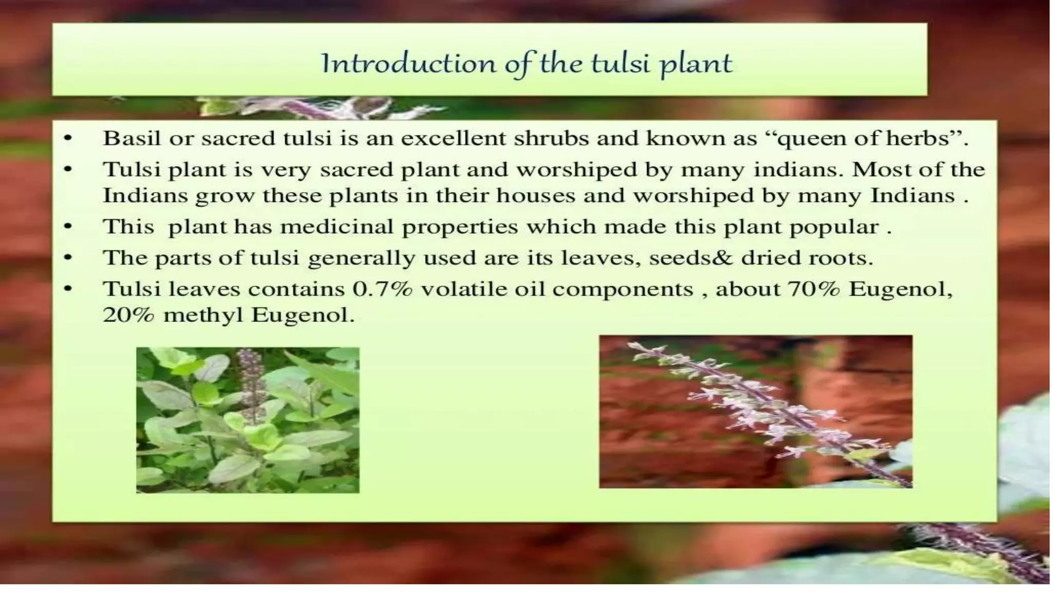 Tulsi Cultivation and processing of medicinal plant | PPTX