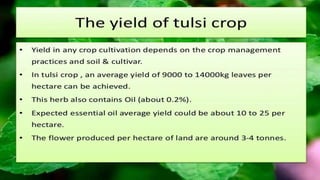 Tulsi Cultivation and processing of medicinal plant | PPTX