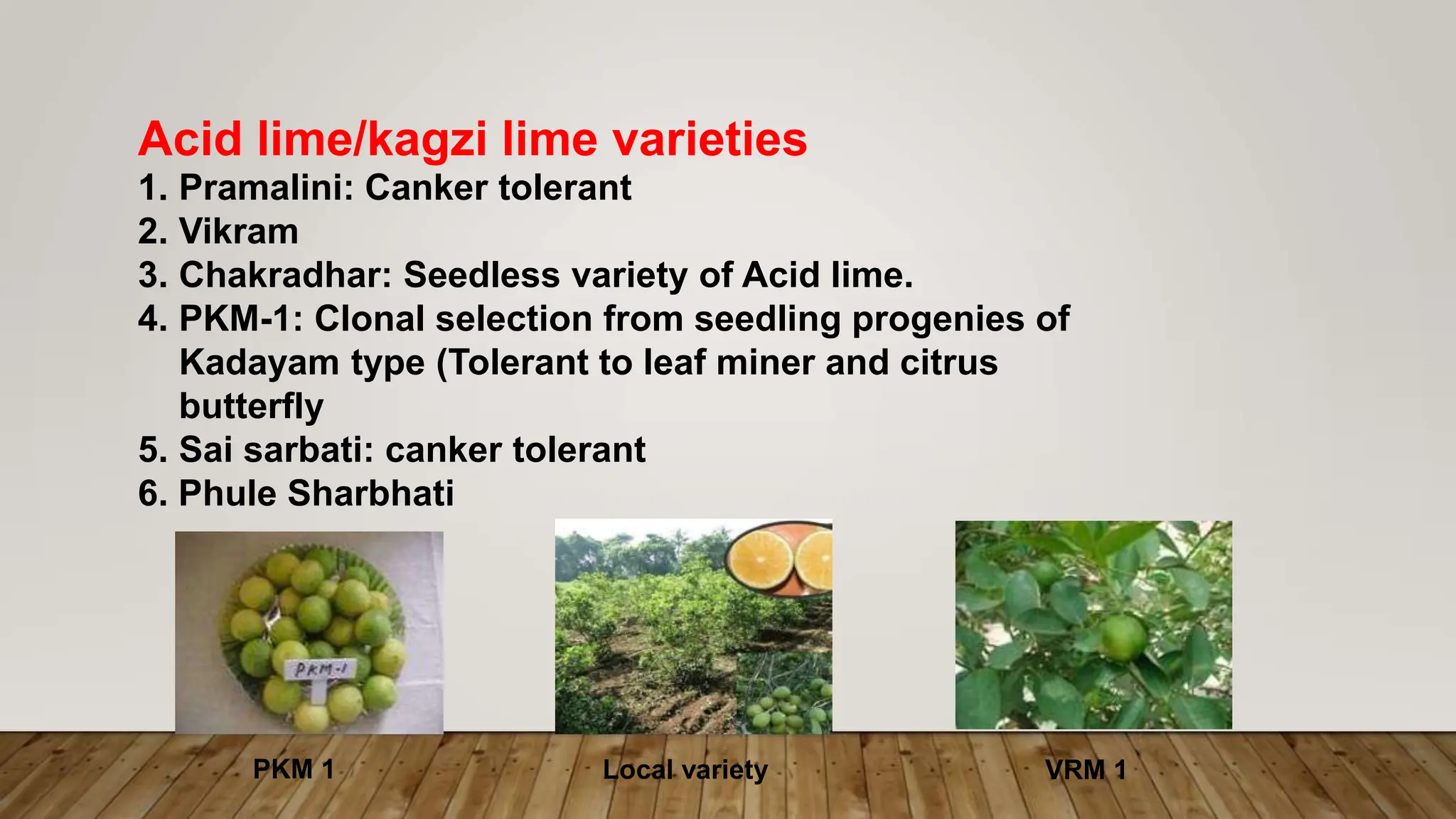 Production technology of Acid lime caltivation, planting time, season ...